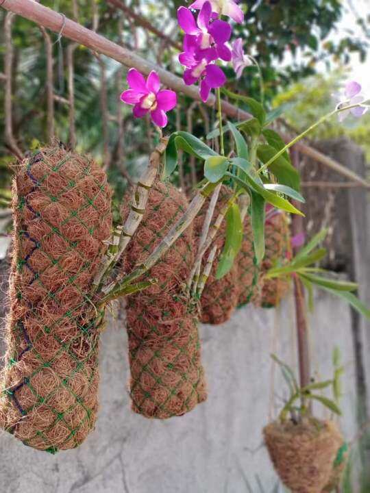 5 pcs 30 cm Coco Wattles gets 100 grams fiber for plantsl Hanging ...