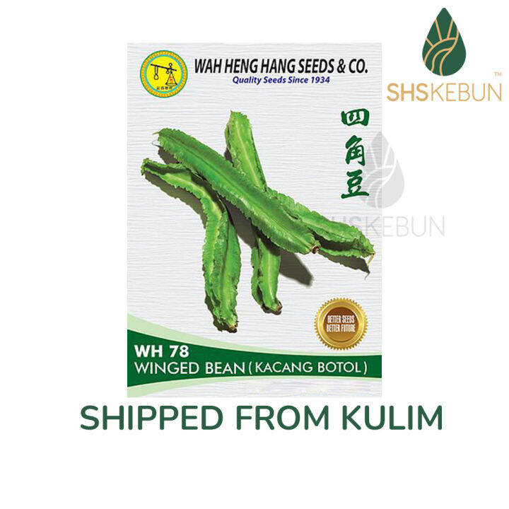 Benih Sayur Kacang Botol Four Angle Bean (Winged Bean) 四角豆 Seed Non-GMO ...