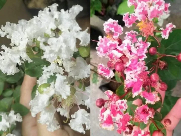 Melendres White, Pink and Rare Red Lipstick with Flowers and/or Buds(It ...