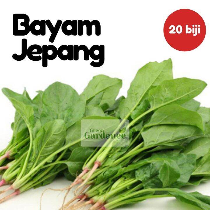 [BENIH UNGGUL] Benih Sayuran Bayam Jepang Horenso/Horenzo| Bibit ...