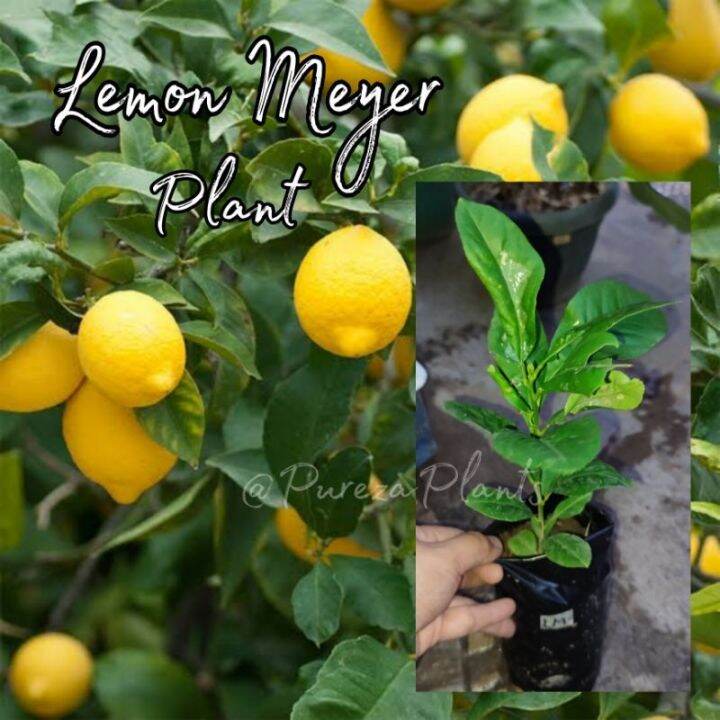 American Lemon Meyer Plant Live Rooted Stable | Lazada PH