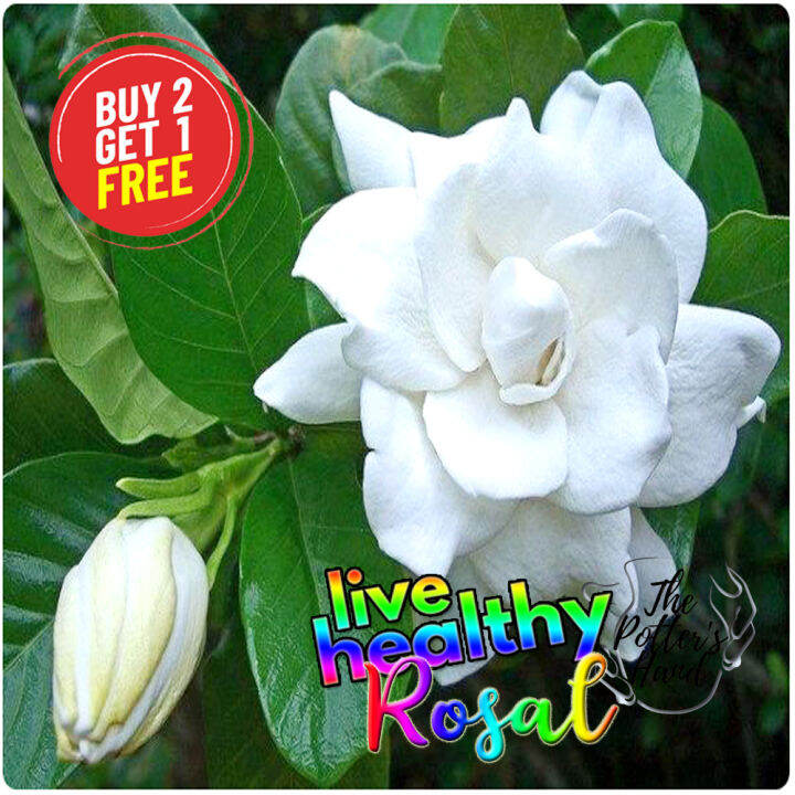 Rosal Gardenia Flower (Cape Jasmine) Plant Green | Lazada PH