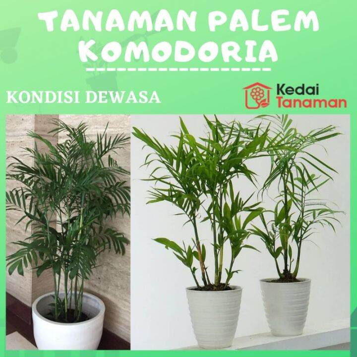 Tanaman Hidup Indoor Palem Bambu Komodoria - Tanaman Hias Pohon Palem ...