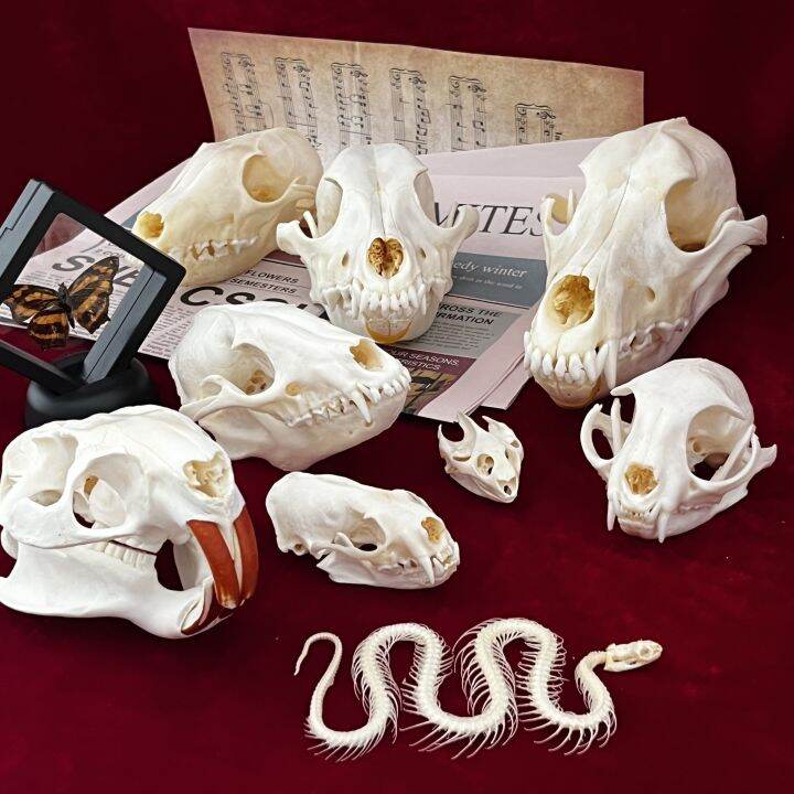 Real Taxidermy Animal Skull, Animal Bones Real For Craft, Skull ...