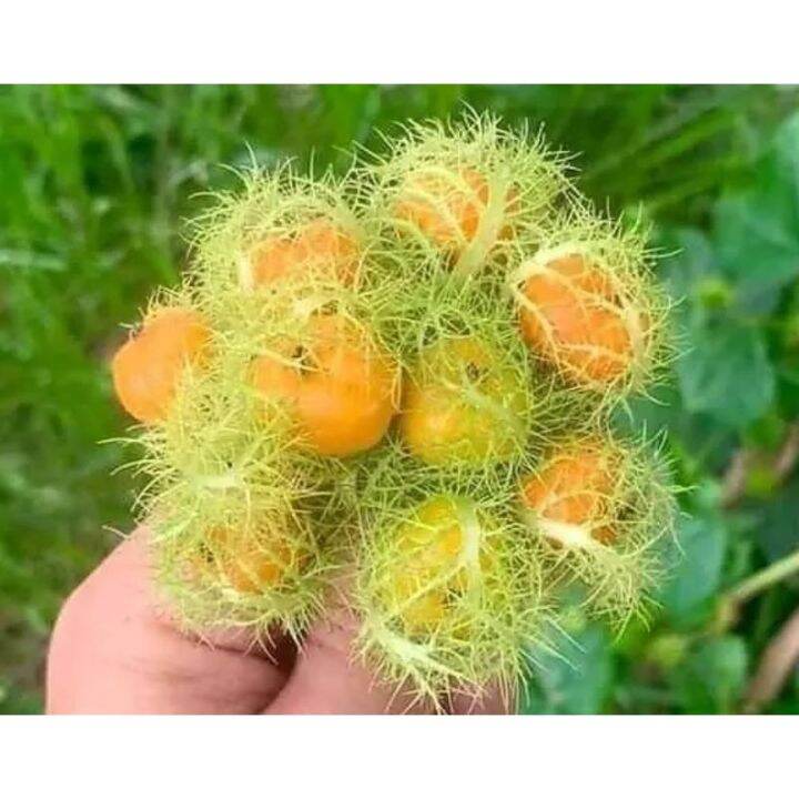 Wild Bush passion fruit plant seeds | Lazada PH