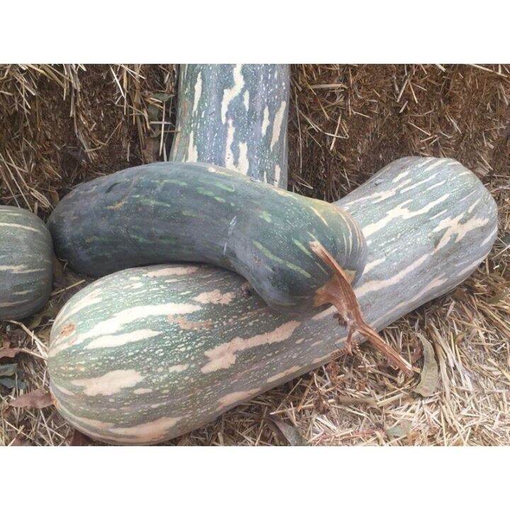 เมล็ดพันธุ์ ฟักทอง เนเปิลยาว (Long of Naples Squash Seed) บรรจุ 3 เมล็ด ...