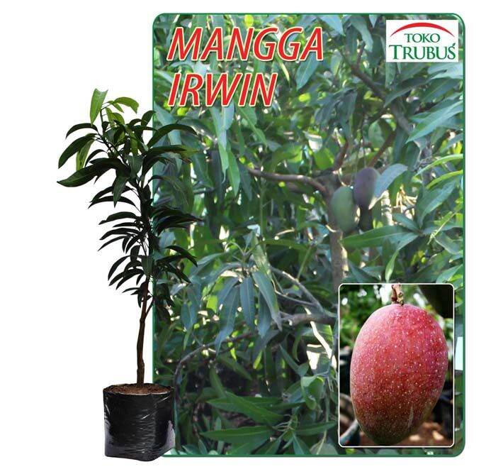 Paket 10 Mangga Okulasi Asli Mangga Mahatir Mangga Kiojay Mangga Okyong Mangga Manalagi