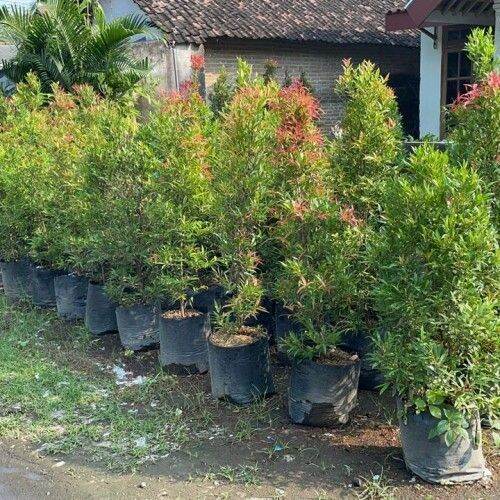 Bibit Pohon Pucuk Merah Rimbun Tinggi ± 2 meter - Pohon Pucuk Merah ...