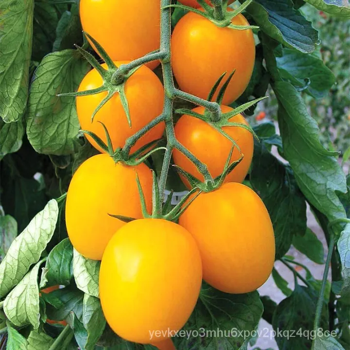 1แพ็ค เมล็ดอวบอ้วน มะเขือเทศ โกลเด้นโรม่า Golden Roma Tomato Seed บรรจุ ...