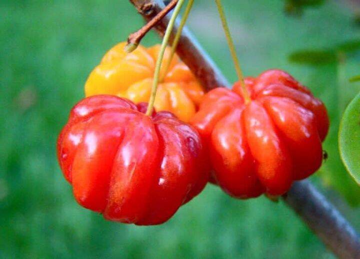 Pokok Surinam cherry Pitanga Cermai belanda real plant hotselling ...
