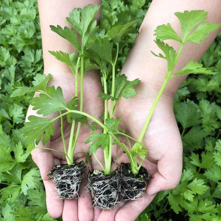 【Quick delivery of 50 seeds from local stock in the Philippines】Celery ...