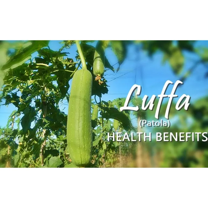 50 Seeds (buy 2 get 1 free) Rare Big Variety Luffa Sponge Gourd Patola ...
