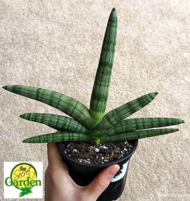 Sansevieria Boncel with FREE plastic pot, pebbles and garden soil (Rare ...