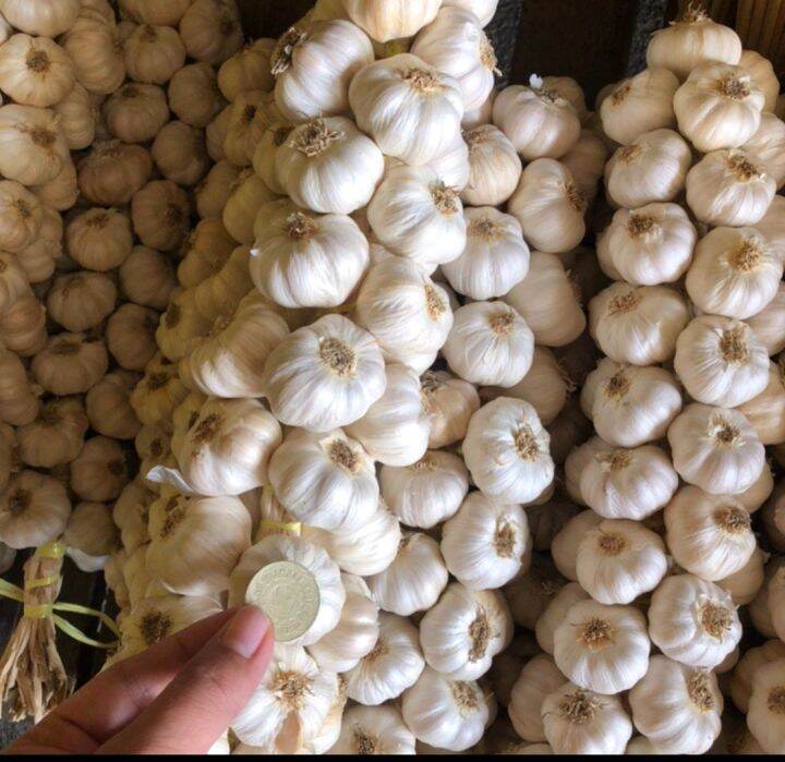 Native Garlic 500 grams Mabango Ilocos Garlic Big Size Native garlic of ...