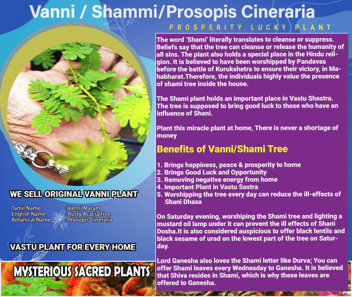 LIFE PLANT - VANNI MARAM -GOOD LUCK VASTU SHASTRA PLANT FOR PROSPERITY ...