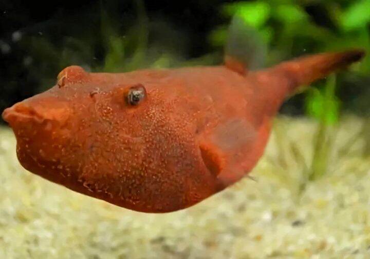 【Su's Aquatic】RED CONGO PUFFER / POTATO PUFFER / TETRAODON MIURUS ...