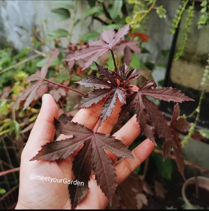 African Rose Mallow with FREE white plastic pot, pebbles and garden ...