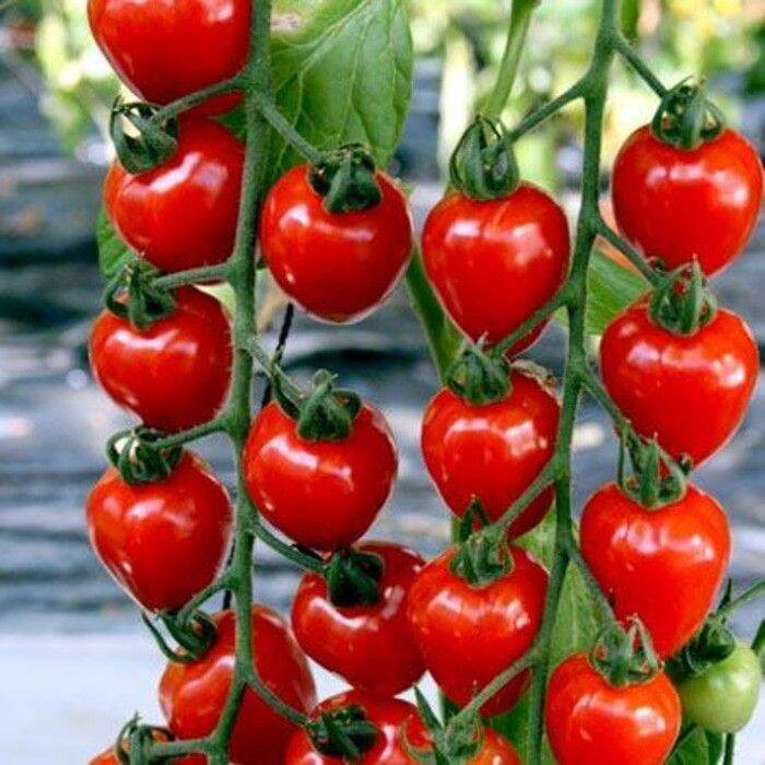 5 Benih tomat Cherry MERAH F1 KNOWN YOU SEED bibit tanaman sayur buah ...