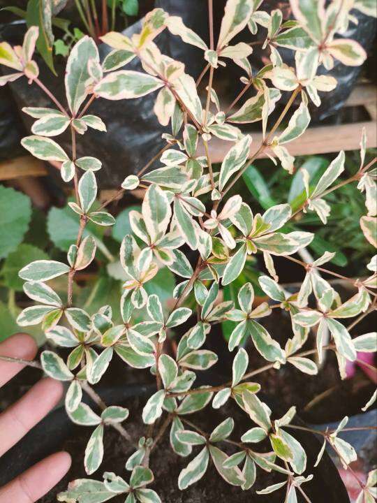 VARIEGATED AFRICAN TALISAY TREE-OUTDOOR PLANTS-REAL PLANTS | Lazada PH
