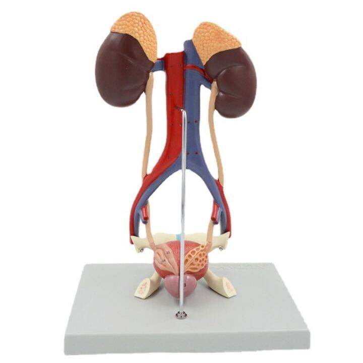 【Ready stock】 Adult Human Anatomy Urinary System Model Human Urinary ...