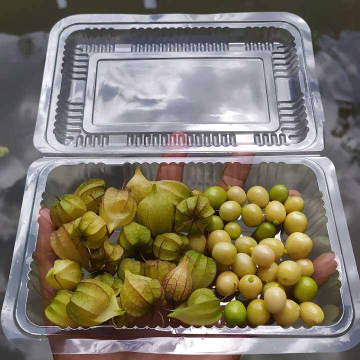 Buah Ciplukan / Cecendet Segar 100 gram petik tiap hari | Lazada Indonesia