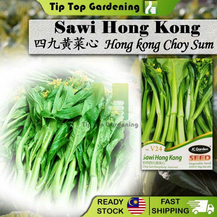 V24 CHOY SUM HONG KONG JC GARDEN BIJI VEGETABLE SEED BIJI BENIH SAWI ...