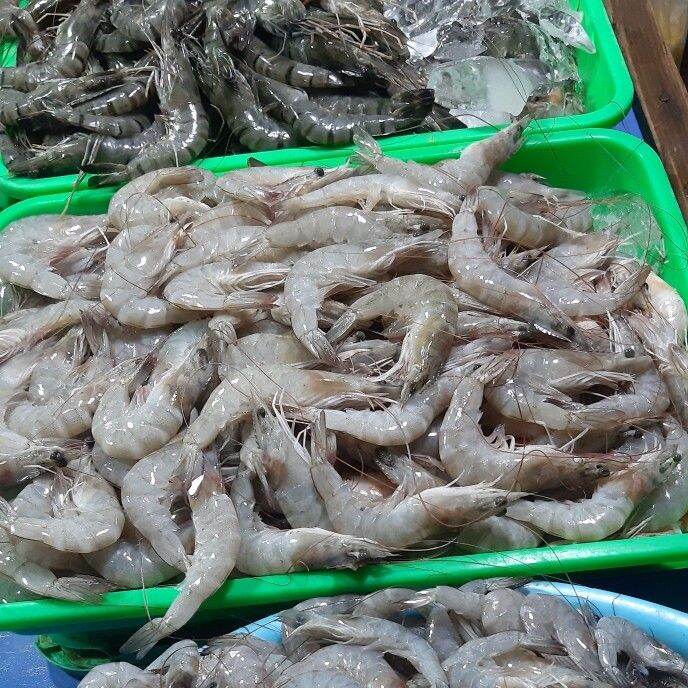 Udang laut besar 1kg (1000g) | Lazada Indonesia