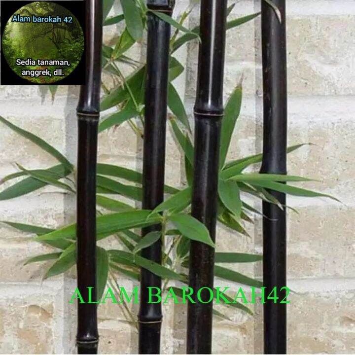Tanaman hias stek bambu hitam | Lazada Indonesia