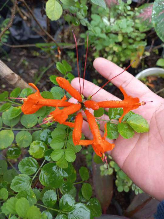 LOVE AND DEVOTION PLANT INDOOR OUTDOOR PLANT REAL OR LIVE PLANT LIVE ...