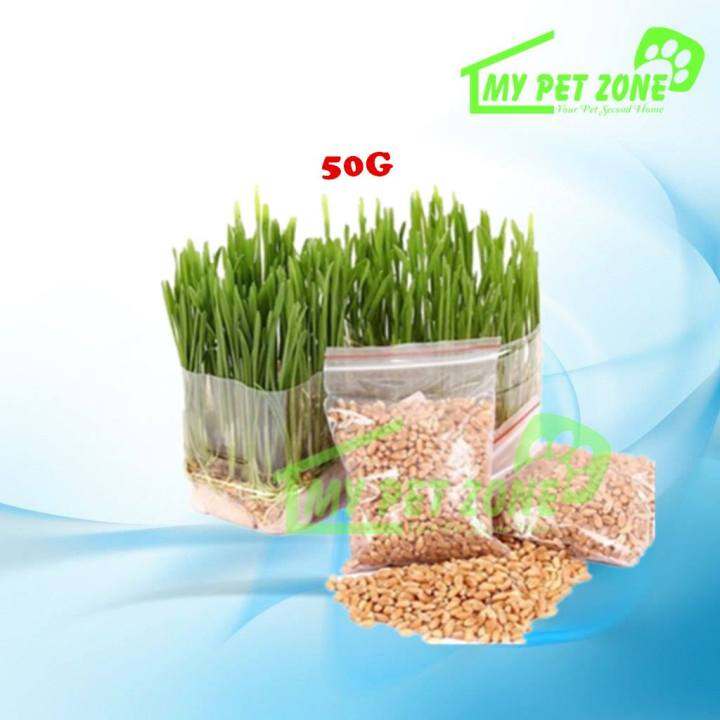 Mani Organic Wheatgrass Cat Pet Grass Seeds / Biji Benih Gandum Rumput ...