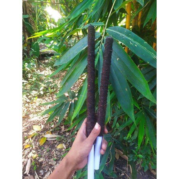 Turus penyangga rambatan tanaman ajir tali ijuk aren pipa 60cm, 70cm ...