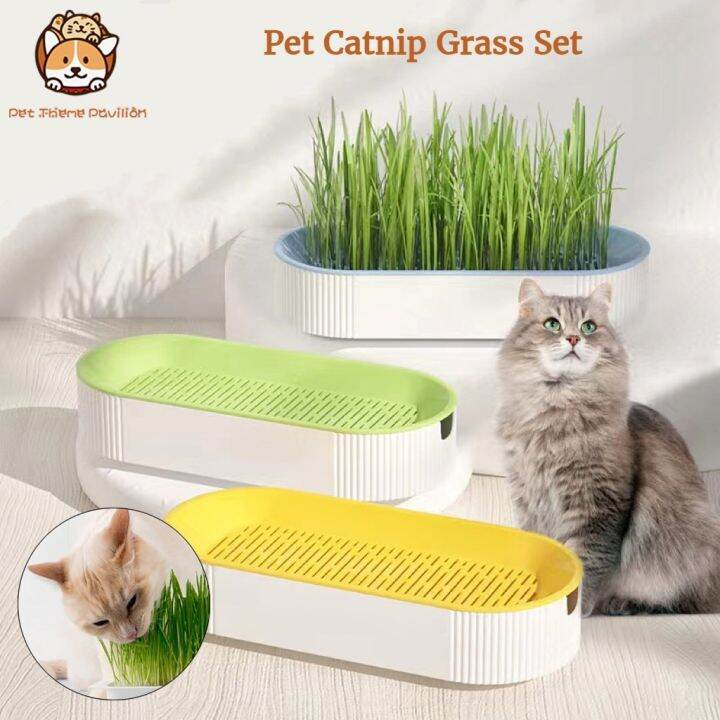 Catnip Grass Kit With Pot Cat Grass Seeds Wheat/Barleygrass Seeds ...