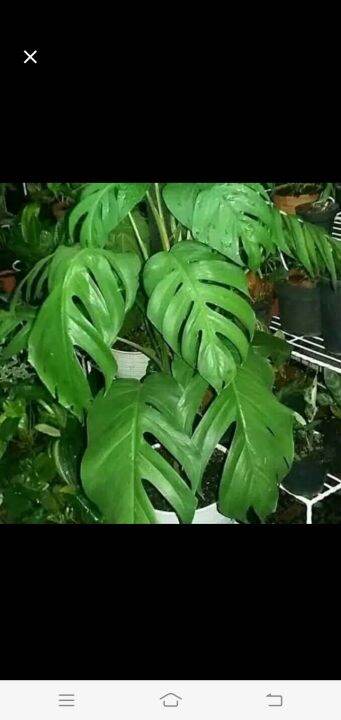 bunga montera ekor naga indah dan mempesona | Lazada Indonesia