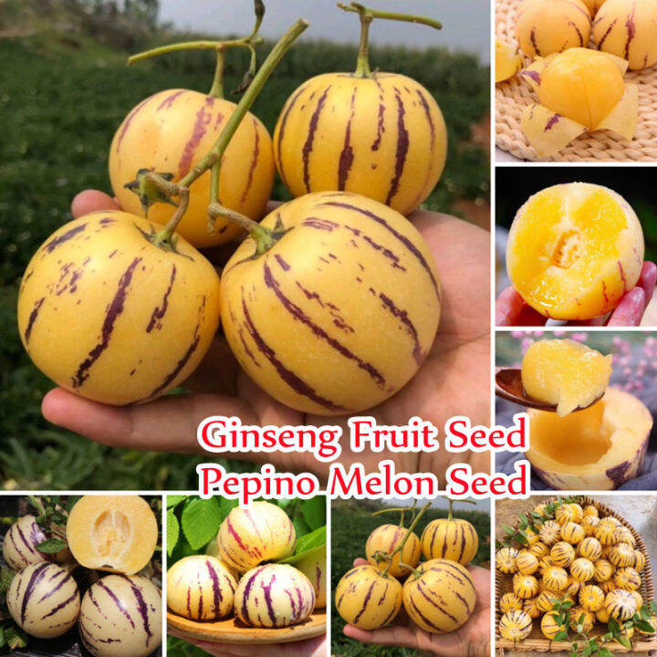 [Fast Grow] 10seeds Pepino Melon Seeds for Planting Ginseng Fruit Plant ...