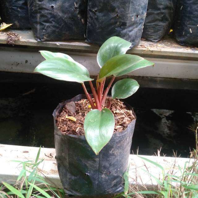 Tanaman hias philo dendron red congo | Lazada Indonesia