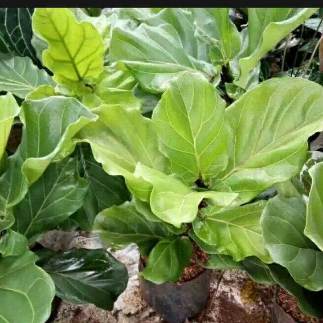 tanaman hias ketapang Biola mini/ tanaman pohon ketapang | Lazada Indonesia