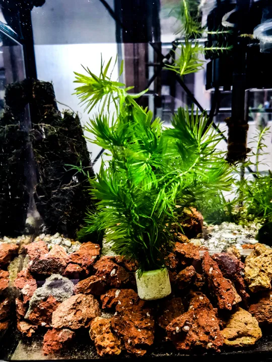 10pcs Hydrilla/Egeria Aquatic Plant Real Live Plant for Guppy Fish | Lazada