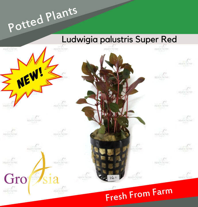 Ludwigia palustris Super Red Potted Aquatic Plant | Lazada