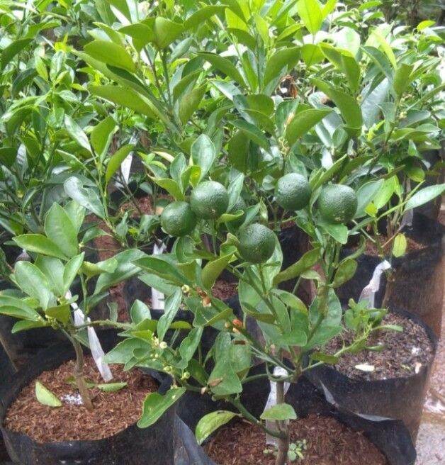 Bibit Tanaman Jeruk limo/limau jeruk sambal okulasi | Lazada Indonesia