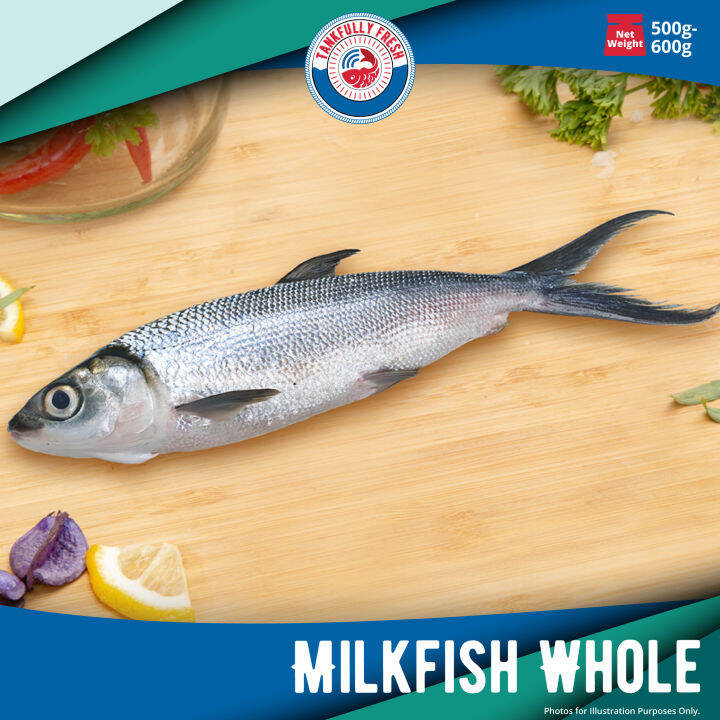 [Tankfully Fresh] Fresh Milkfish Whole 牛奶鱼 (500g-600g) | Lazada Singapore
