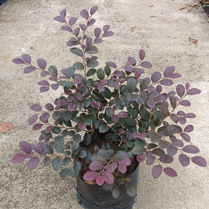 [Plantopia] Loropetalum 檵木花 - Pokok Bunga Hiasan | Chinese Fringe ...