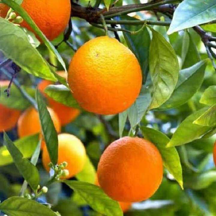 Jeruk Sunkist Orange Sweet and Fresh Fruit seeds | Lazada PH
