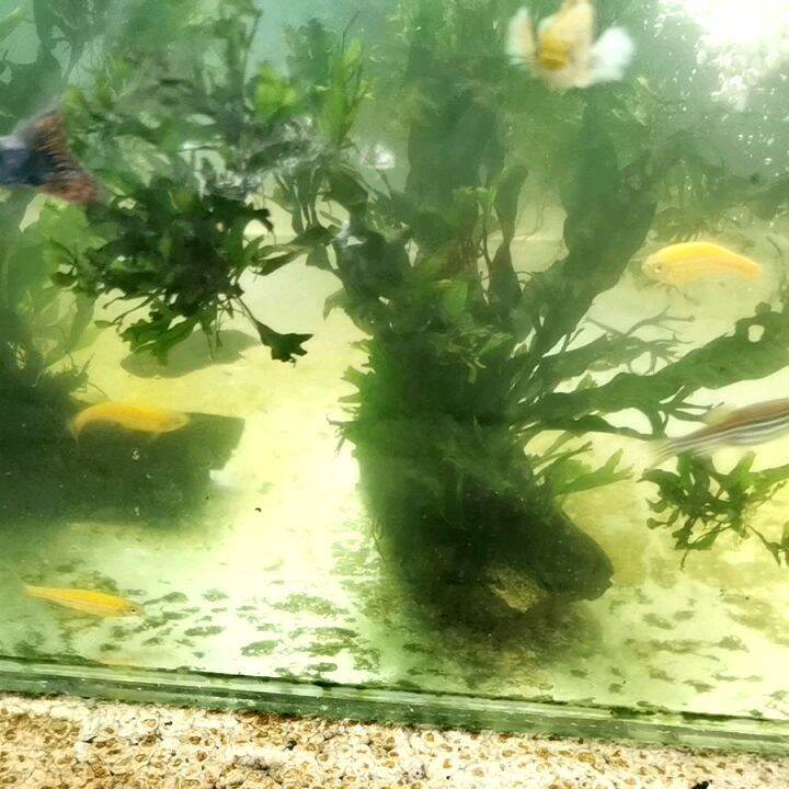 Microsorum pteropus windelov/鹿角铁皇冠(on wood) | Lazada