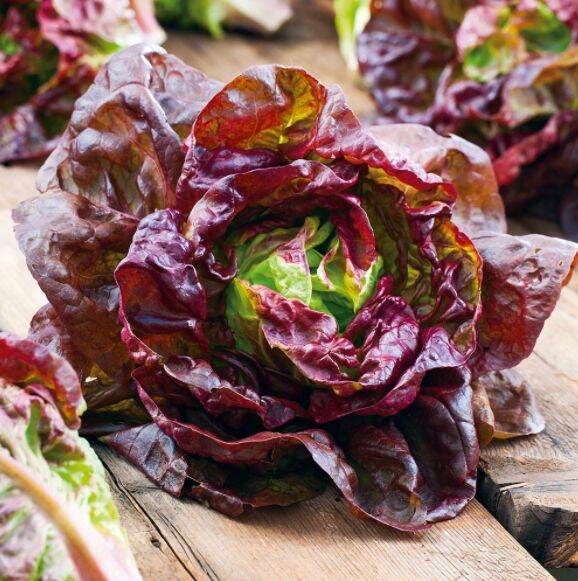 Merveille of Four Seasons Lettuce / Merveille des Quatre Saisons ...