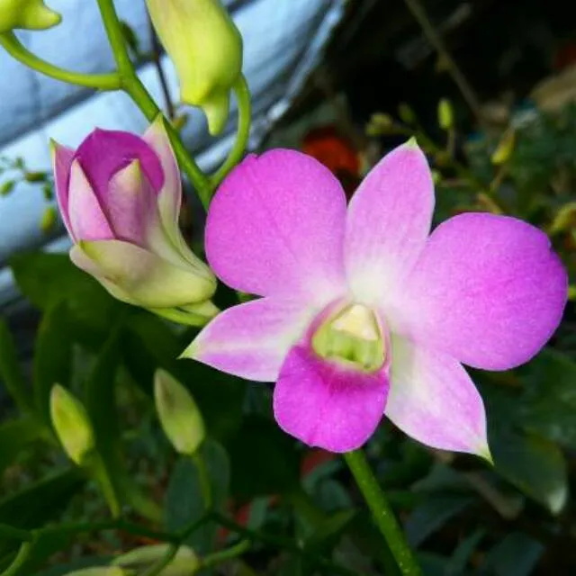 Dendrobium Burana Pink | Lazada Indonesia