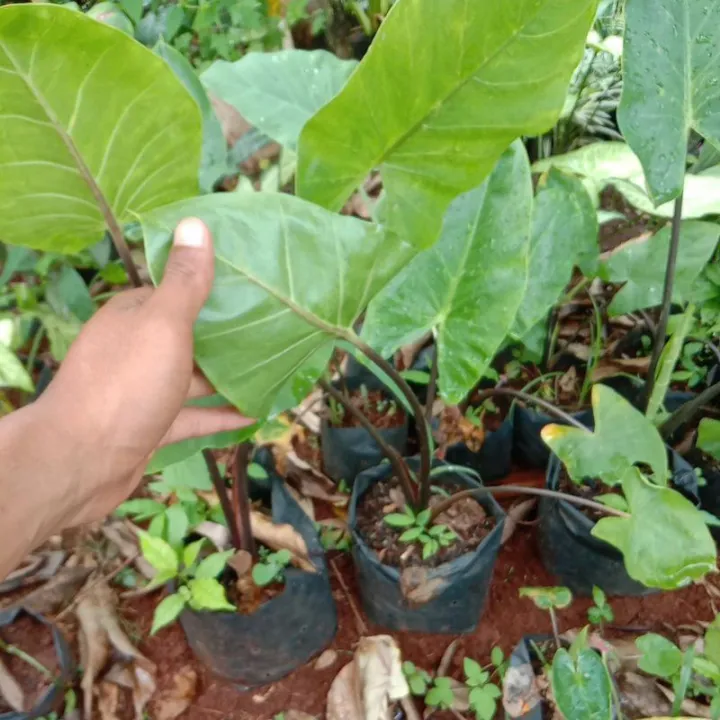 tanaman hias sente - batang hitam - daun hijau | Lazada Indonesia