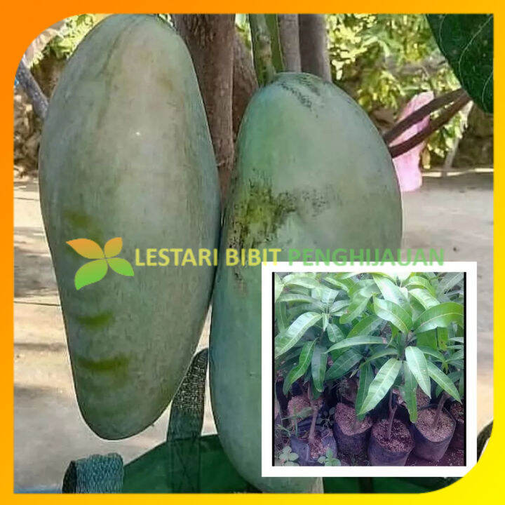Bibit Tanaman Mangga Kiojay Thailand - Mangga Jumbo Hasil Stek Okulasi ...