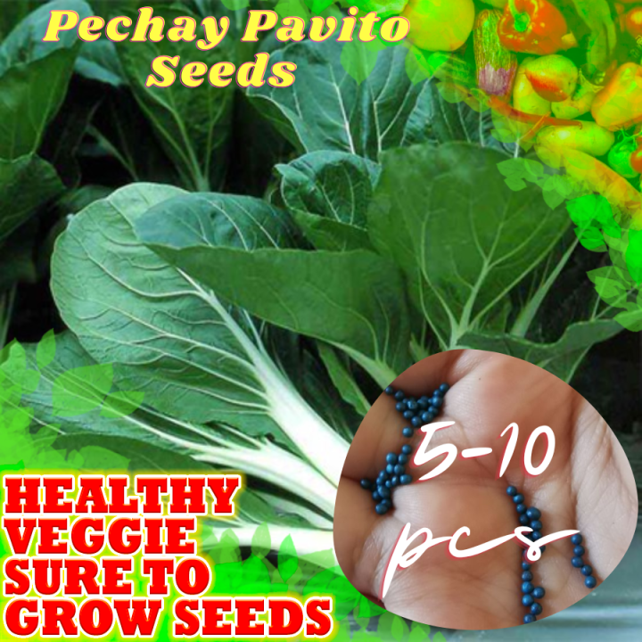 PECHAY PAVITO SEEDS 1000PCS SEEDS 30 DAYS HARVEST EASY TO GROW HIGH ...