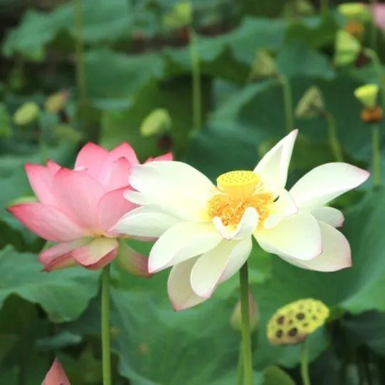High yield large lotus seeds XiangLian ornamental lotus seeds for pond ...