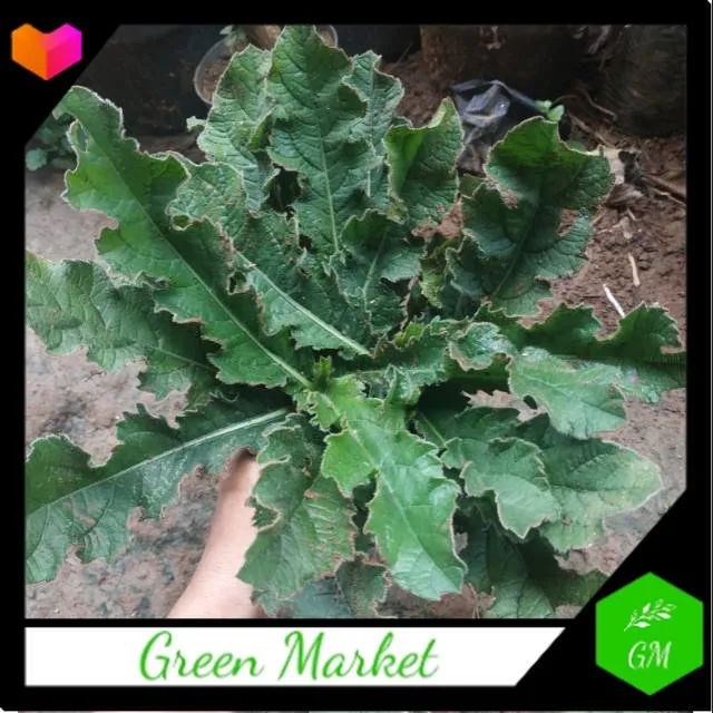 Bibit tapak liman / tanaman tapak Liman / daun tapak liman | Lazada ...